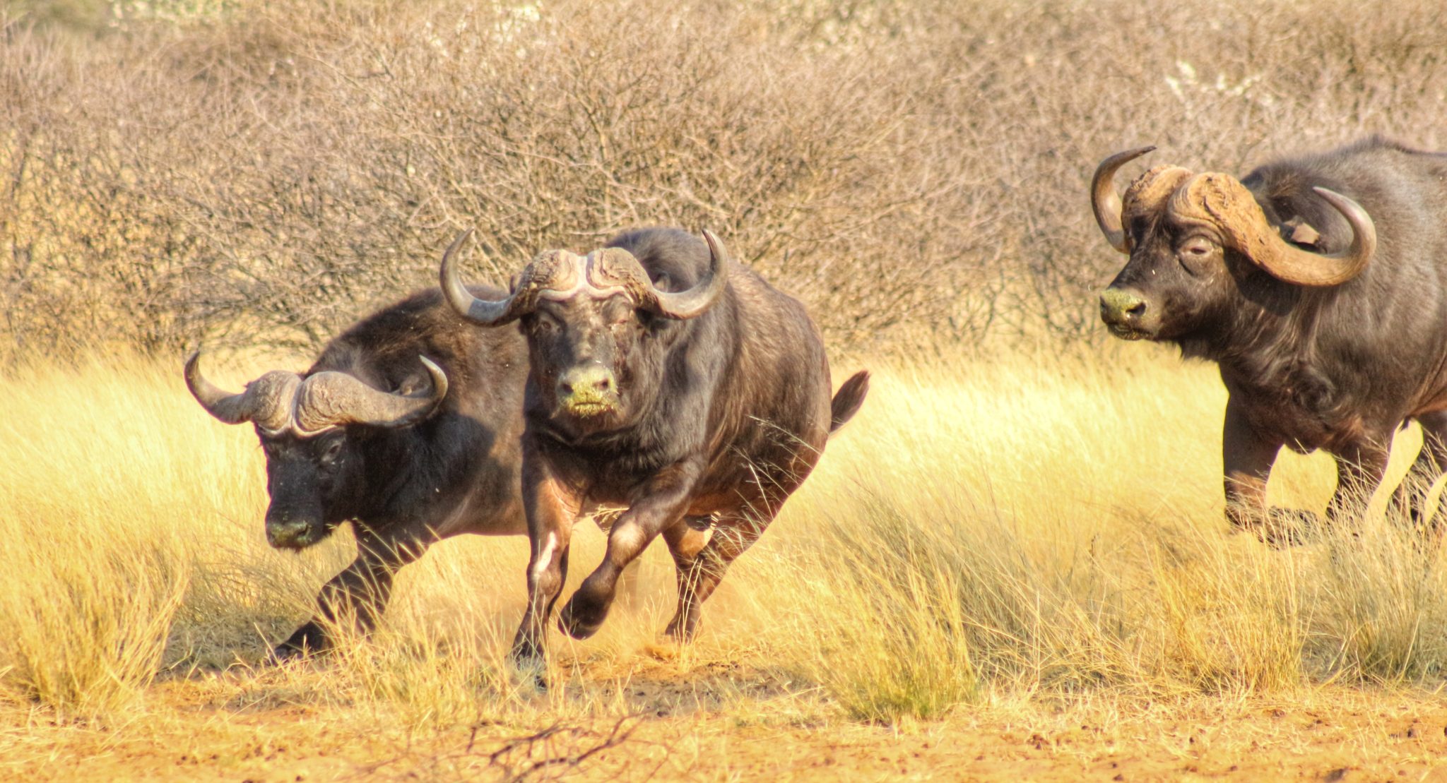 Hunting – Mankwe Kalahari Lodge